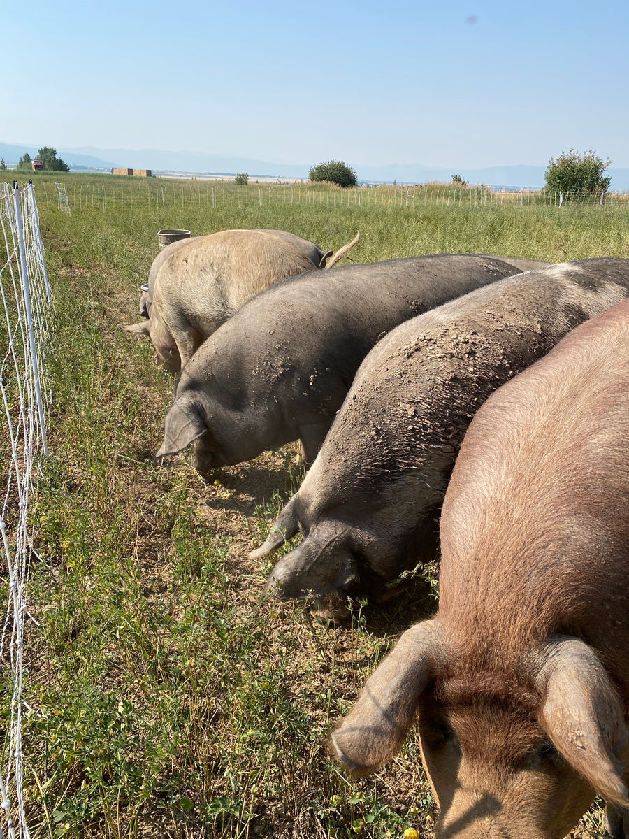 Meats - Local Heritage Pasture Pork | Food Shed Idaho