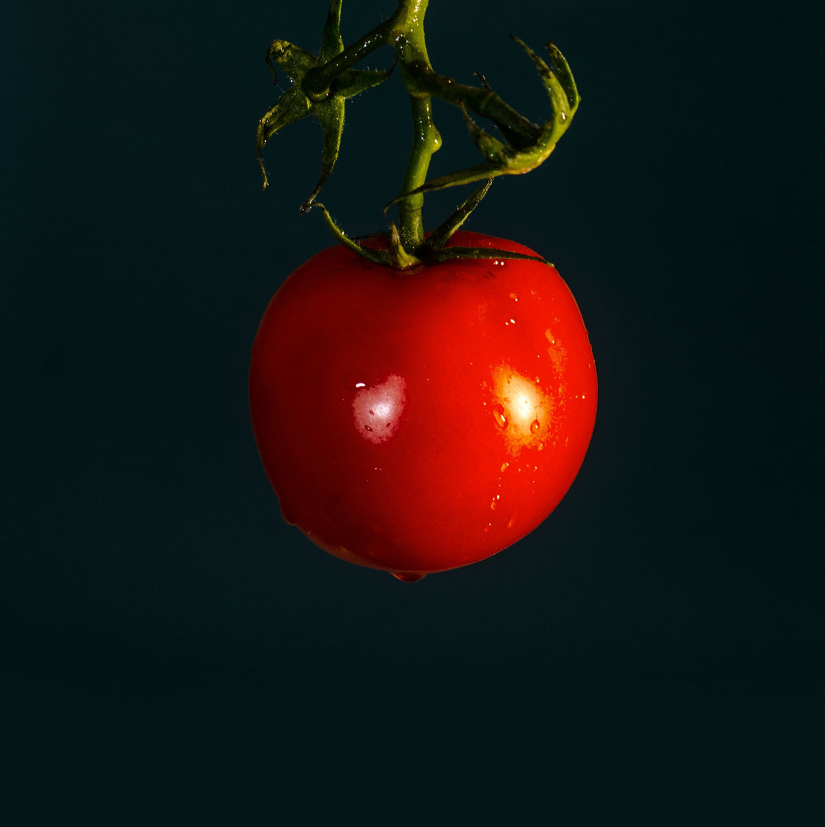 All Things Tomato | Food Shed Idaho