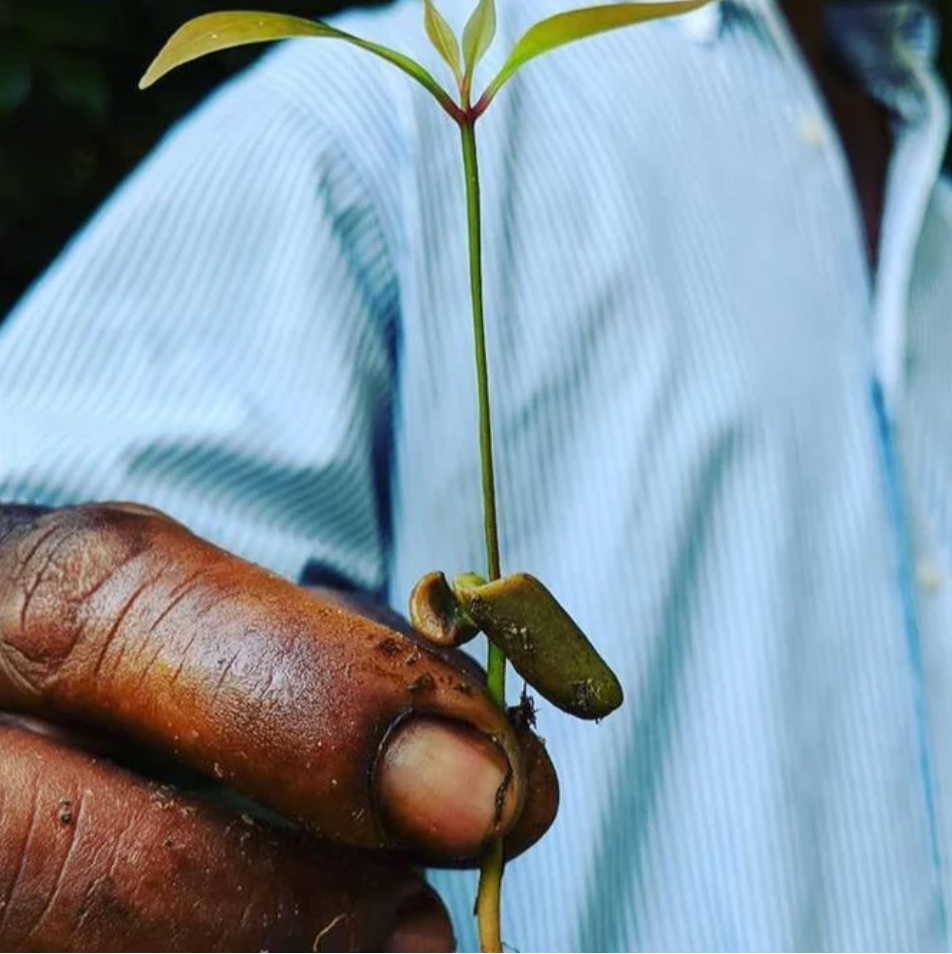 Spicy & Warm Ground Pemba Cloves (Zanzibar) | Burlap & Barrel – Food ...